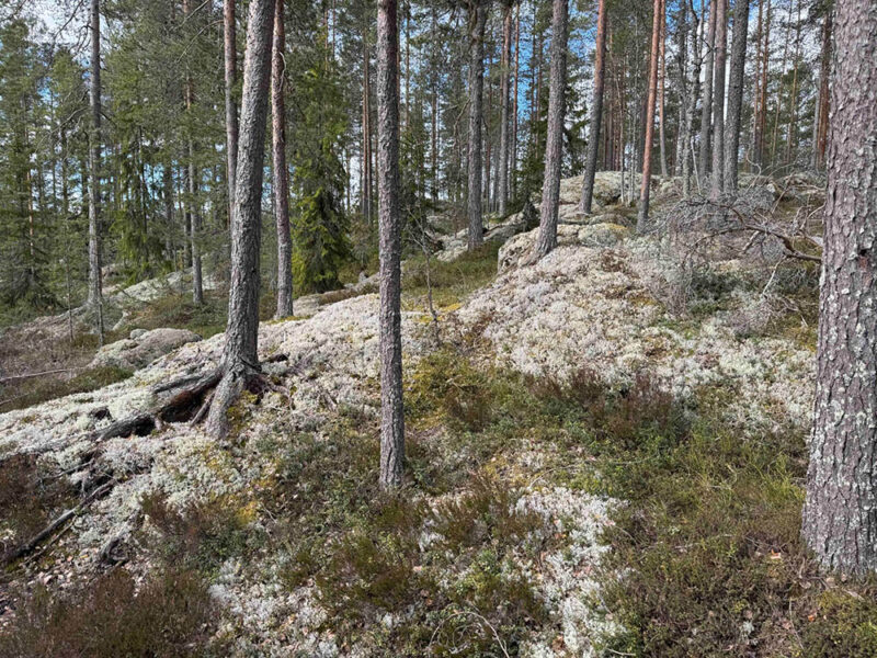Aistien polku - Keurusselkä Resort